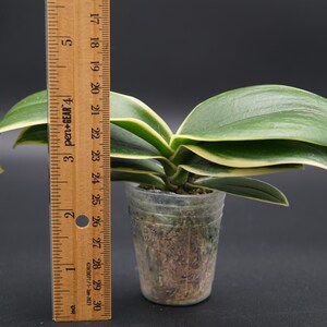 Phal. Sogo Vivien 'SOGO F858' variegata Blooming Size pot Size: 1,7 small - Etsy