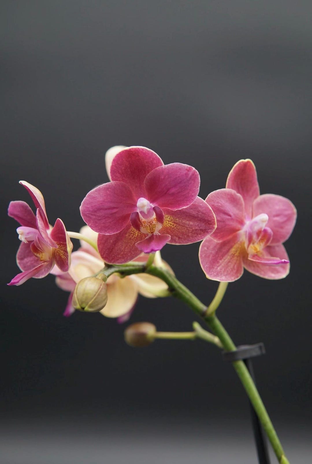 Very Rare Phal. Perfume Factory 'diffusion' very Fragrant, Speckled ...