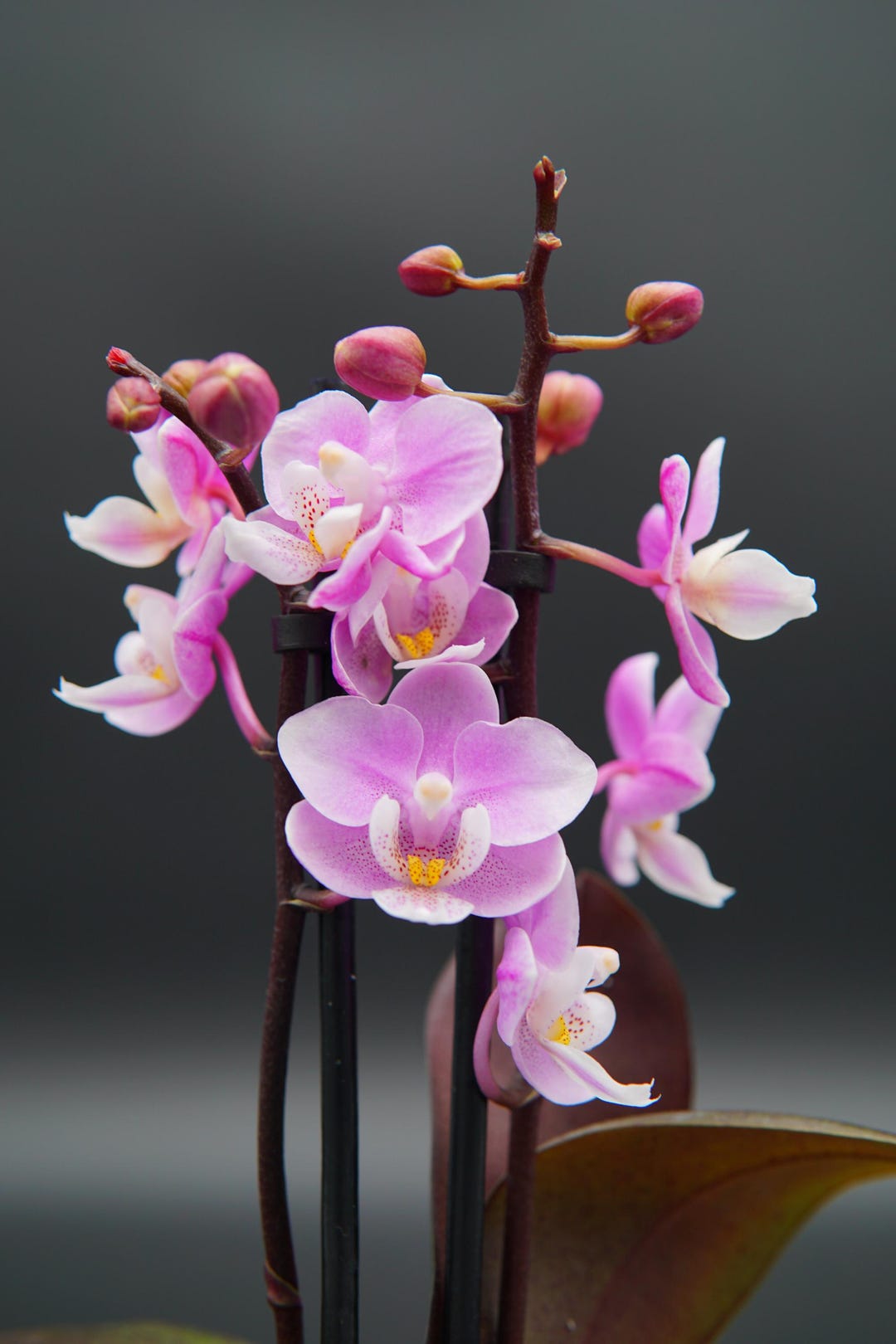 Phal. Jiaho's pink Girl lightly Fragrant Blooming Size pot Size: 1,7 ...
