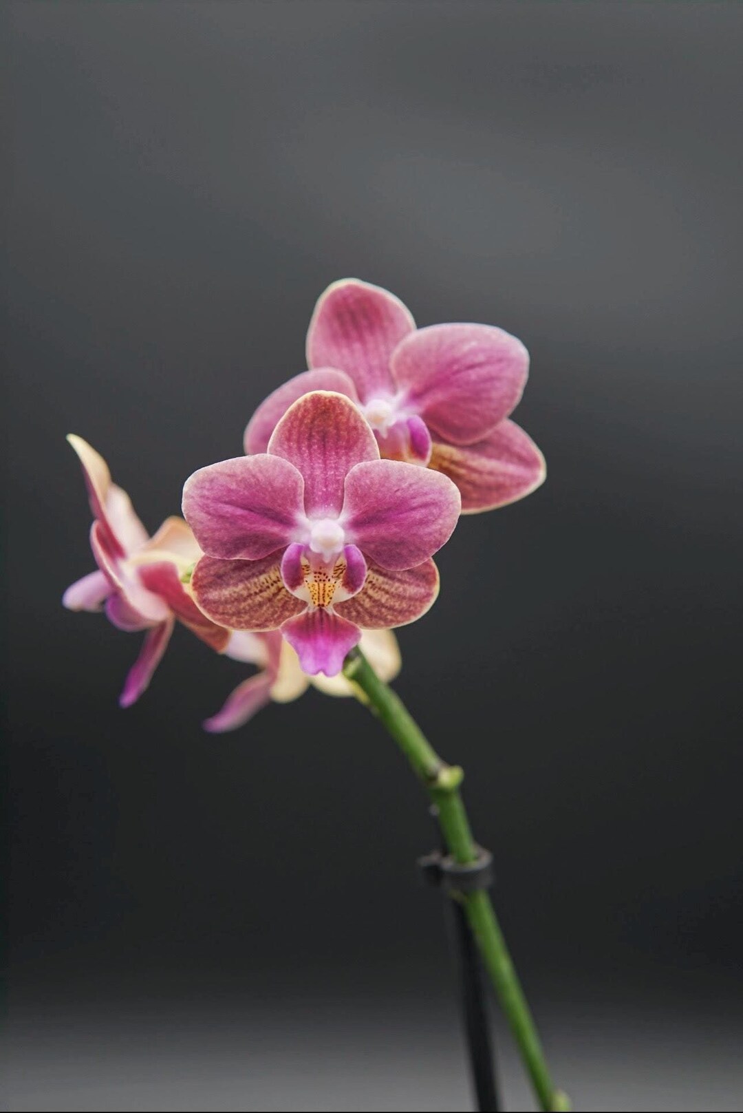 Very Rare! Phal. Perfume Factory 'diffusion' (very Fragrant, Speckled ...