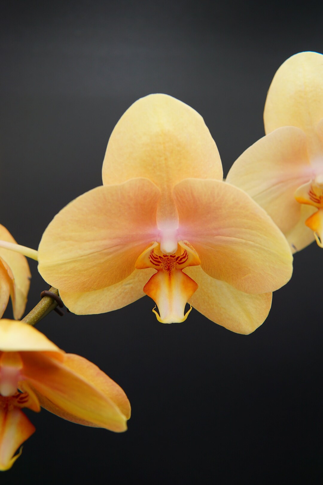 Phal. OX Lottery Prince karina, African Sunset Blooming Size pot Size ...