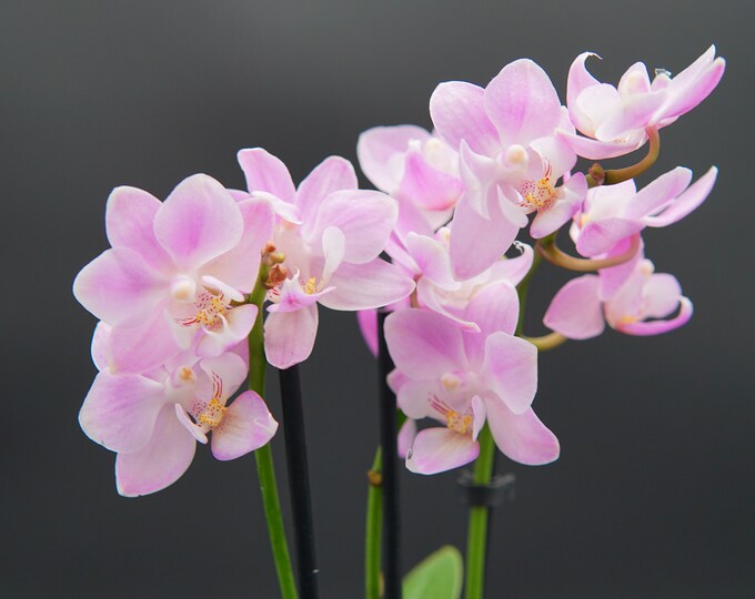 Phal. Sogo Sakura / Lieke (multiflora) Blooming Size (pot Size: 2 ...