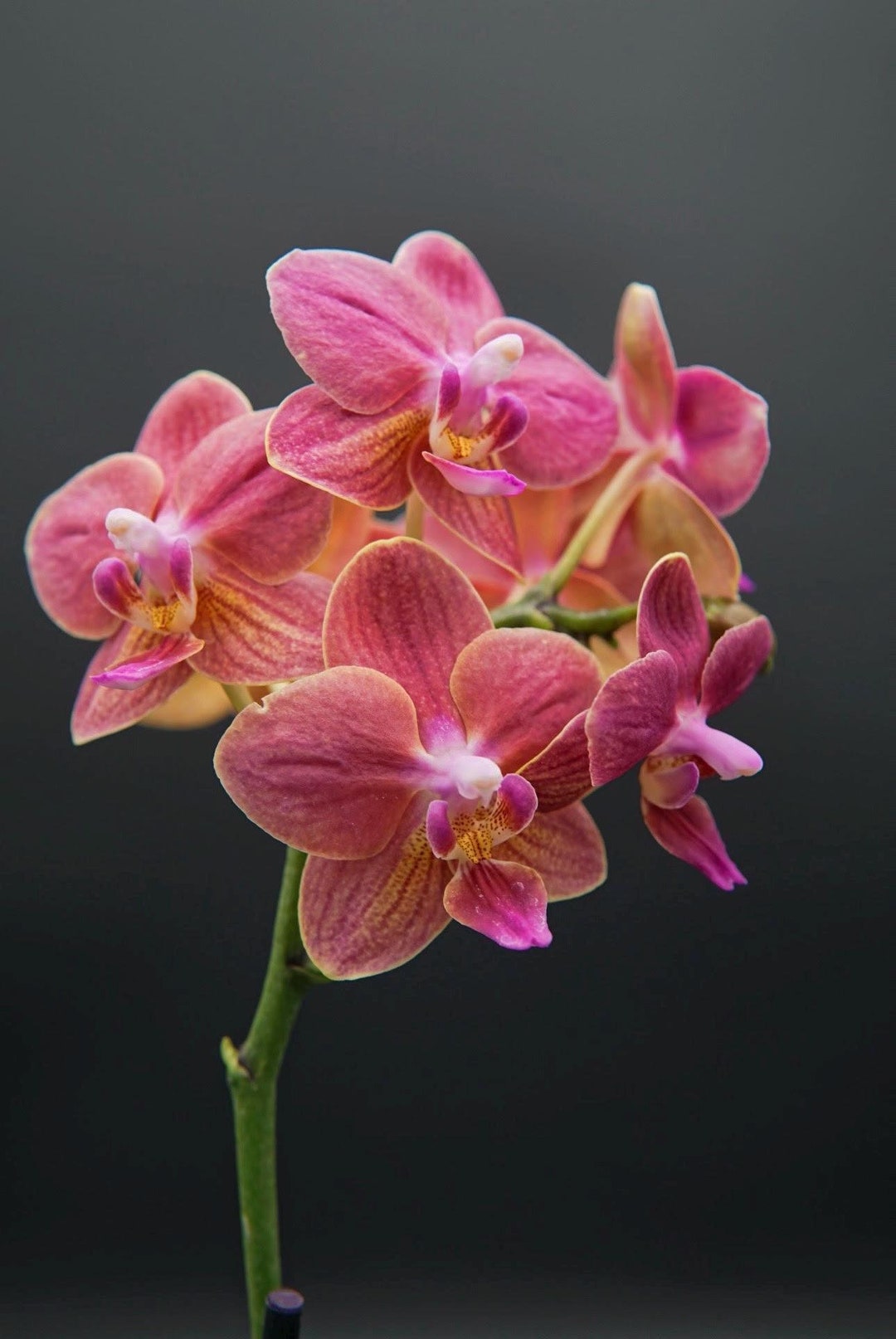 Very Rare Phal. Perfume Factory diffusion very Fragrant, Speckled ...