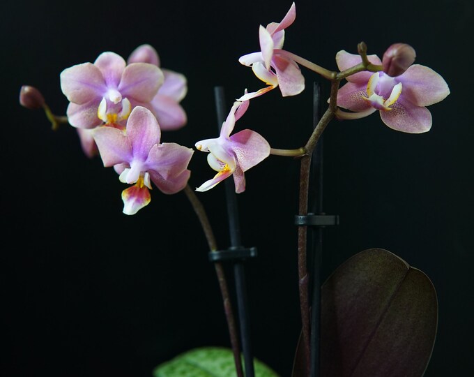 Phal. Perfume Factory "odorion" (very Fragrant, Speckled Leaves ...
