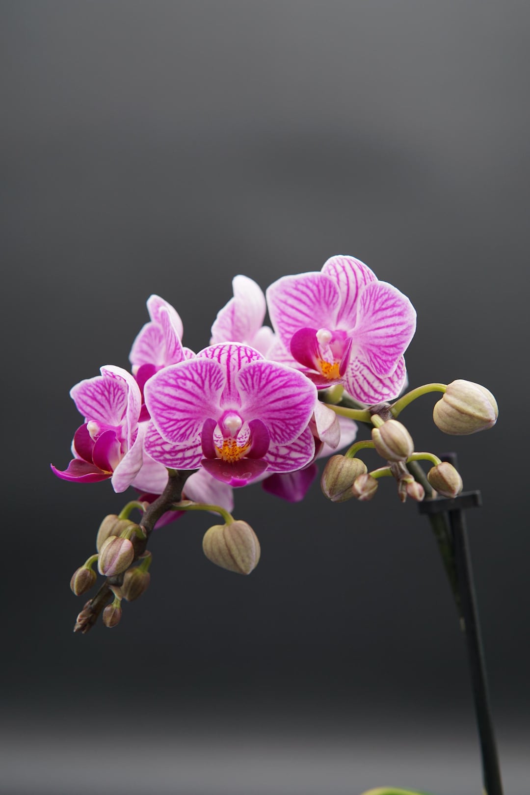 Phal. Sogo Vivien 'SOGO F858' (variegata) Blooming Size (pot Size: 1,7 (small)) - Etsy