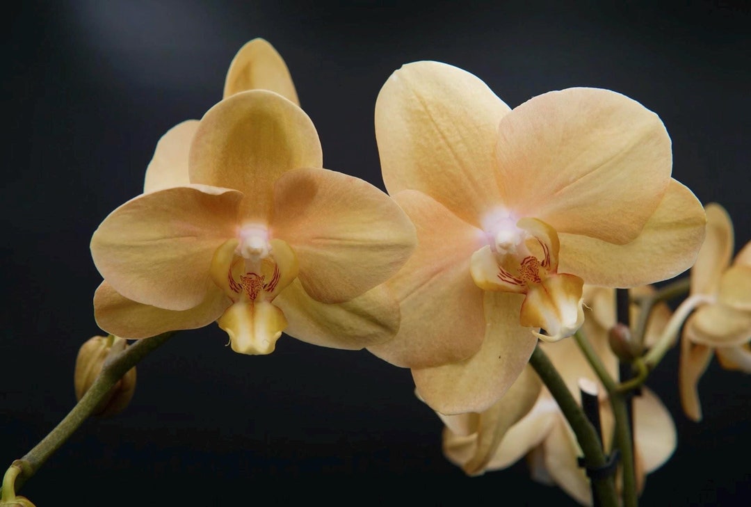 Phal. OX Lottery Prince (karina, African Sunset) Blooming Size (pot ...