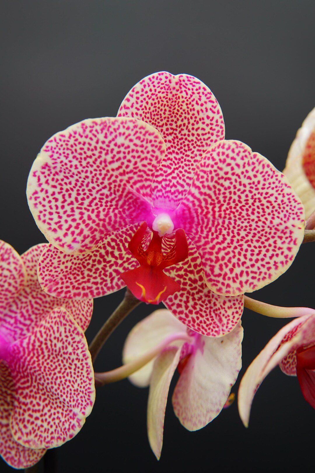 Phal. I-hsin Sesame / Blooming Size pot Size: 3,5 large - Etsy