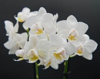 Phal. 'mini White' (multiflora) Blooming Size (pot Size: 1,7 (small ...
