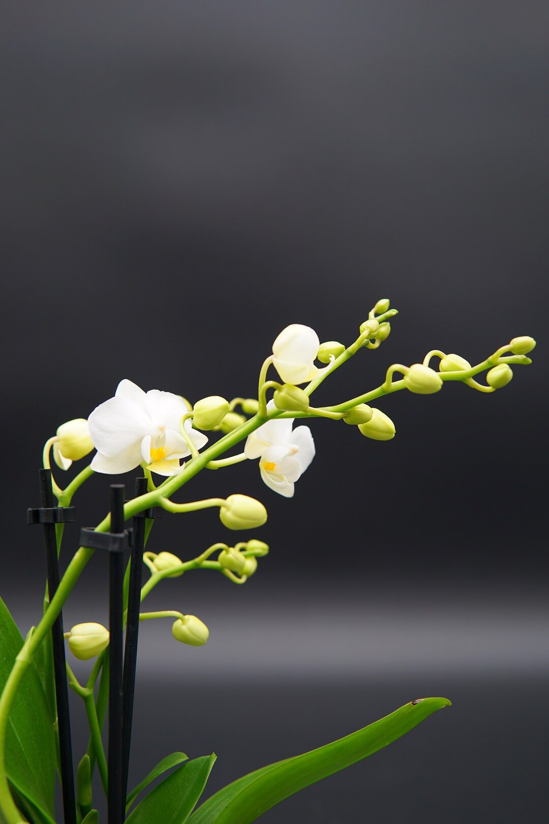 Phal. 'wild White' (multiflora) Blooming Size (pot Size: 2 (small)) - Etsy