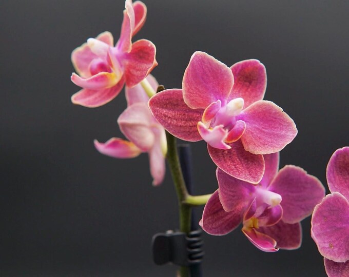 Very Rare! Phal. Perfume Factory "diffusion" (very Fragrant, Speckled ...
