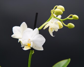 Phal. 'wild White' multiflora Blooming Size pot Size: 2 small - Etsy