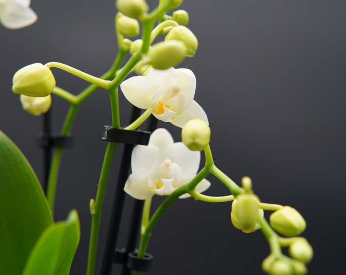 Phal. 'wild White' (multiflora) Blooming Size (pot Size: 2 (small)) - Etsy