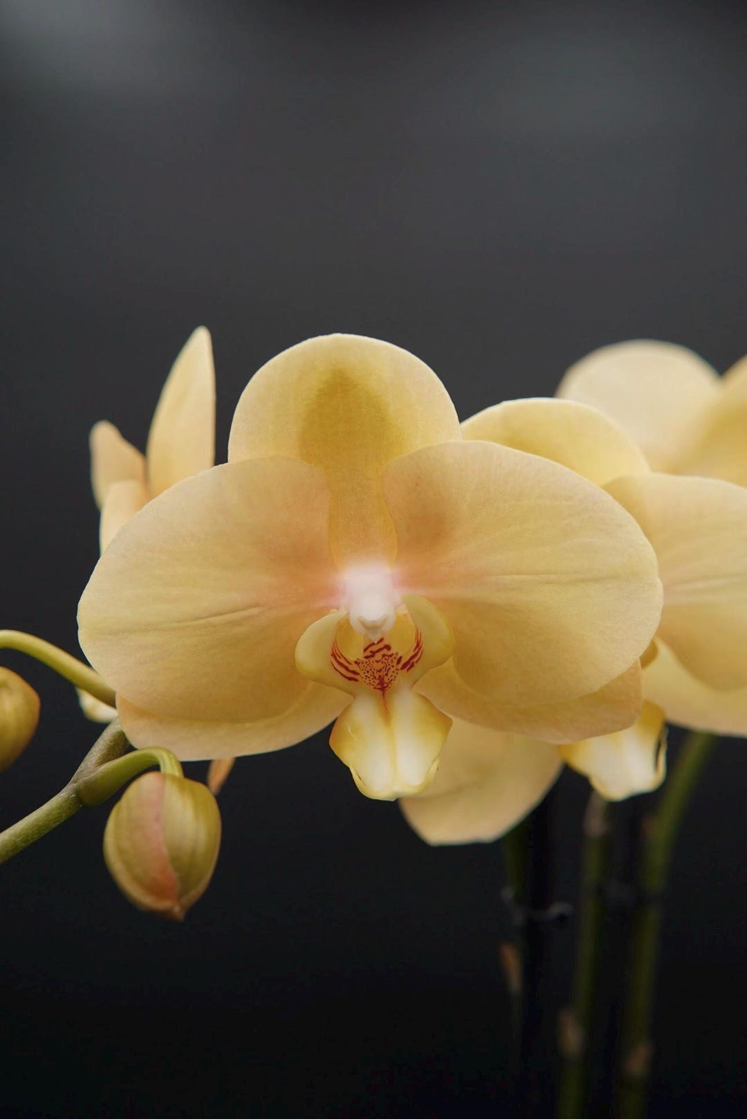 Phal. OX Lottery Prince (karina, African Sunset) Blooming Size (pot ...
