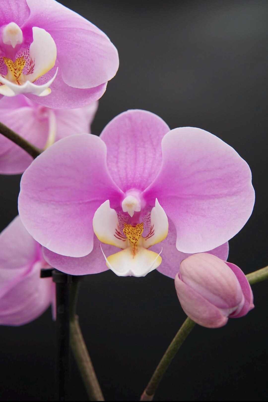 Phal. Taisuco Anna / Blooming Size pot Size: 3,5 large - Etsy