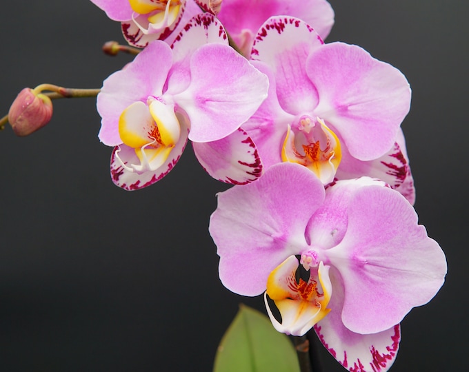 Phal. Art Nouveau peloric Blooming Size pot Size: 3,2 large - Etsy