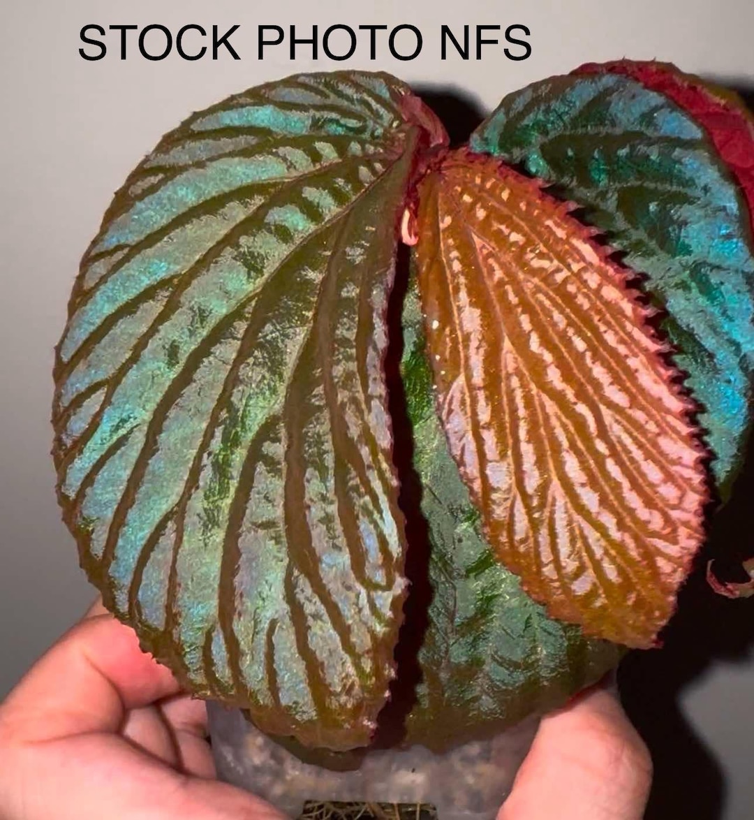 2.5 Begonia Metallicolor Exact Plant Established - Etsy