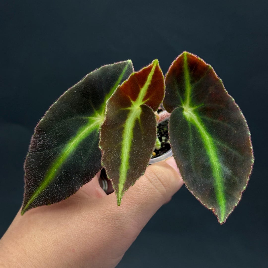 2 Begonia Listada Exact Plant Established - Etsy