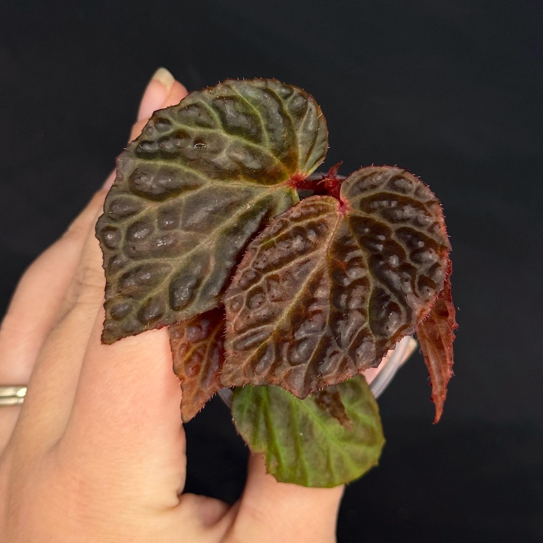 2 Begonia metallic Dragon Exact Plant Established - Etsy
