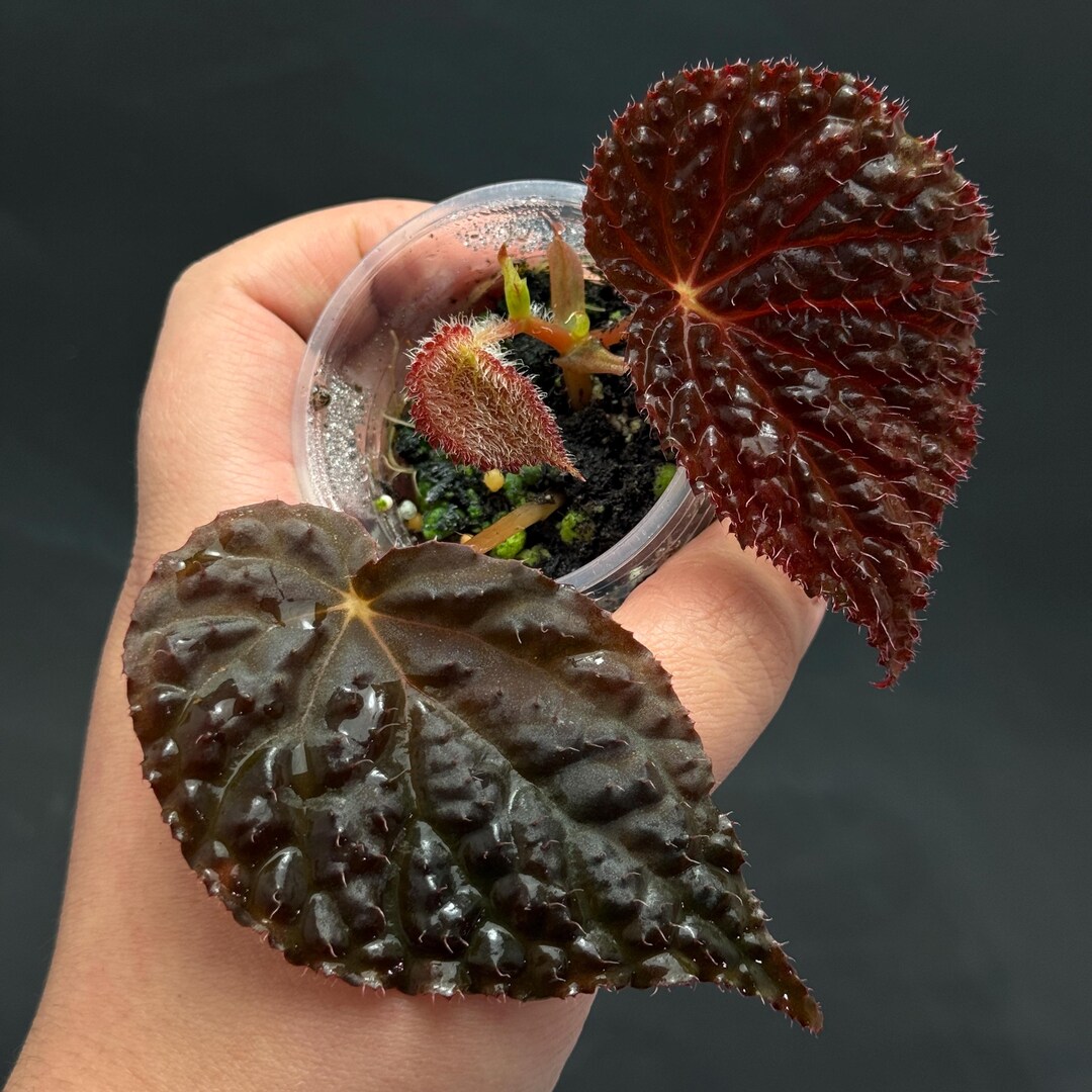 2” Begonia ‘ruby Dragon’ Exact Plant Established - Etsy