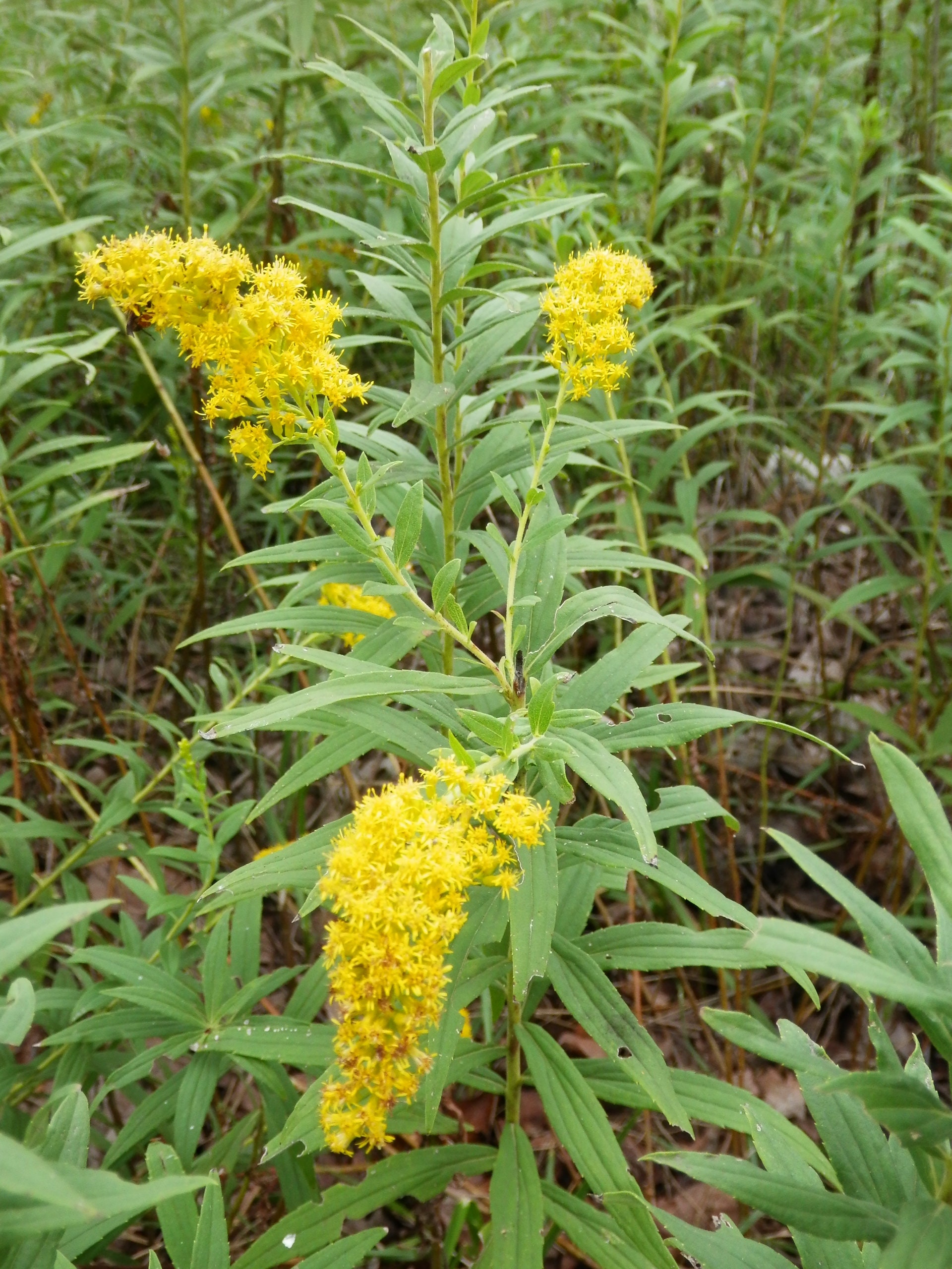 Goldenrod Hydrosol - Etsy