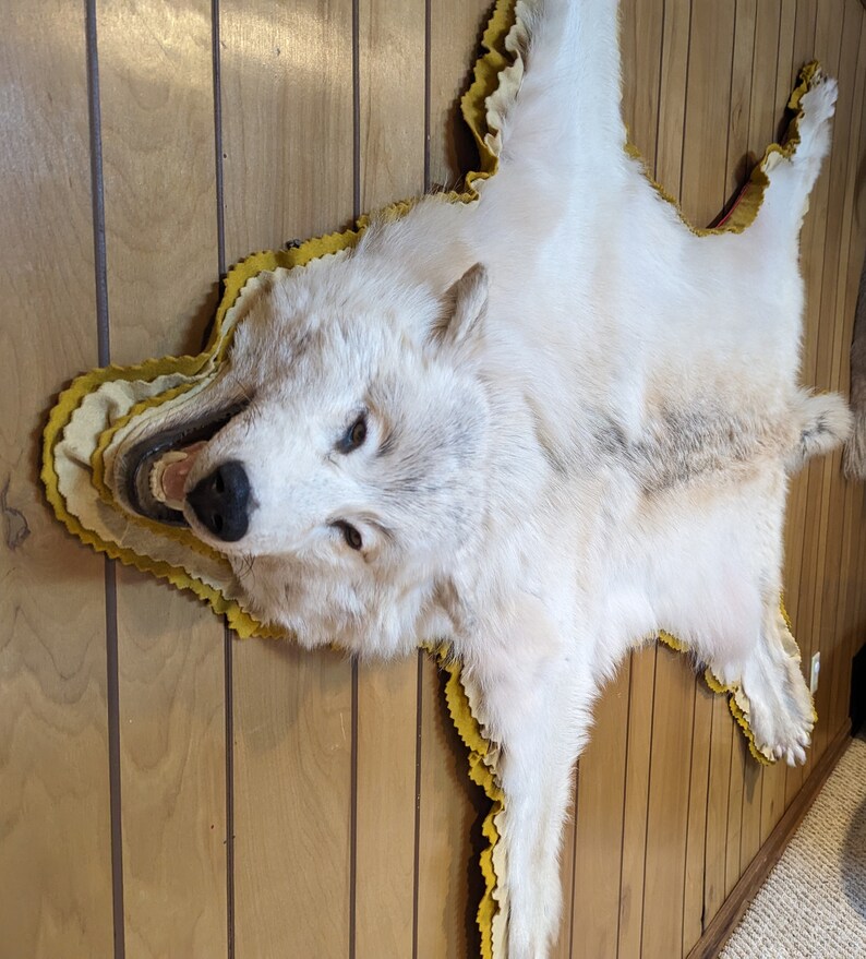 White Male Timber Wolf Wall Hanging From Canada - Etsy