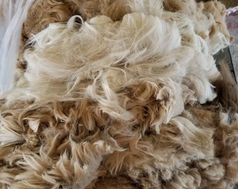 Huacaya Alpaca | Etsy