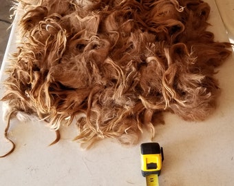 MEMPHIS 2 Lb 2 Yr Prime Medium Fawn Long Raw Suri Alpaca Fiber - Etsy