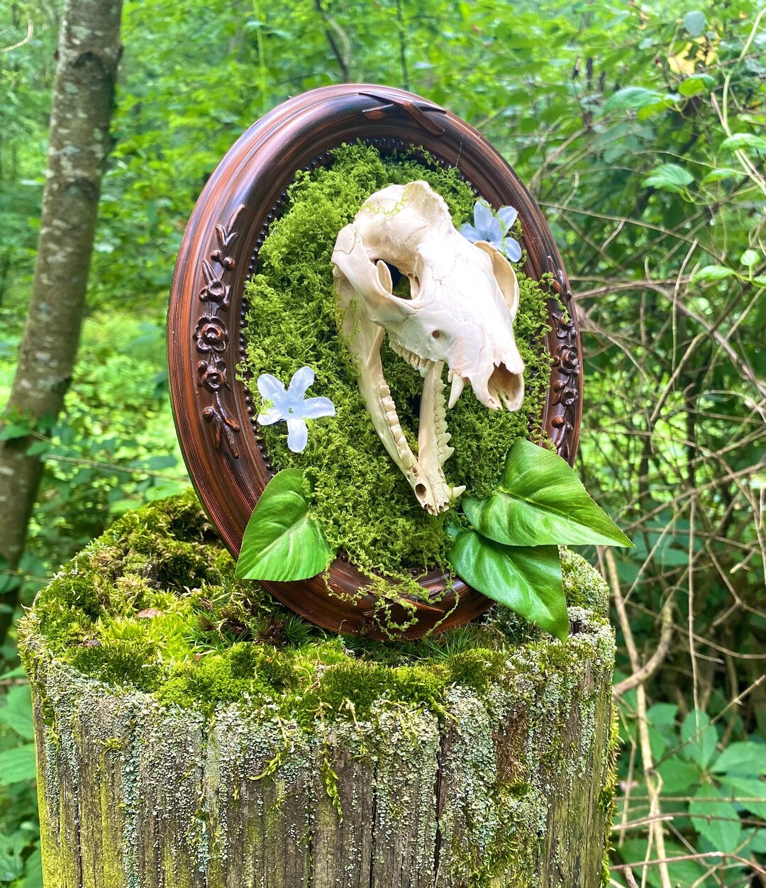 Framed Possum Skull - Etsy