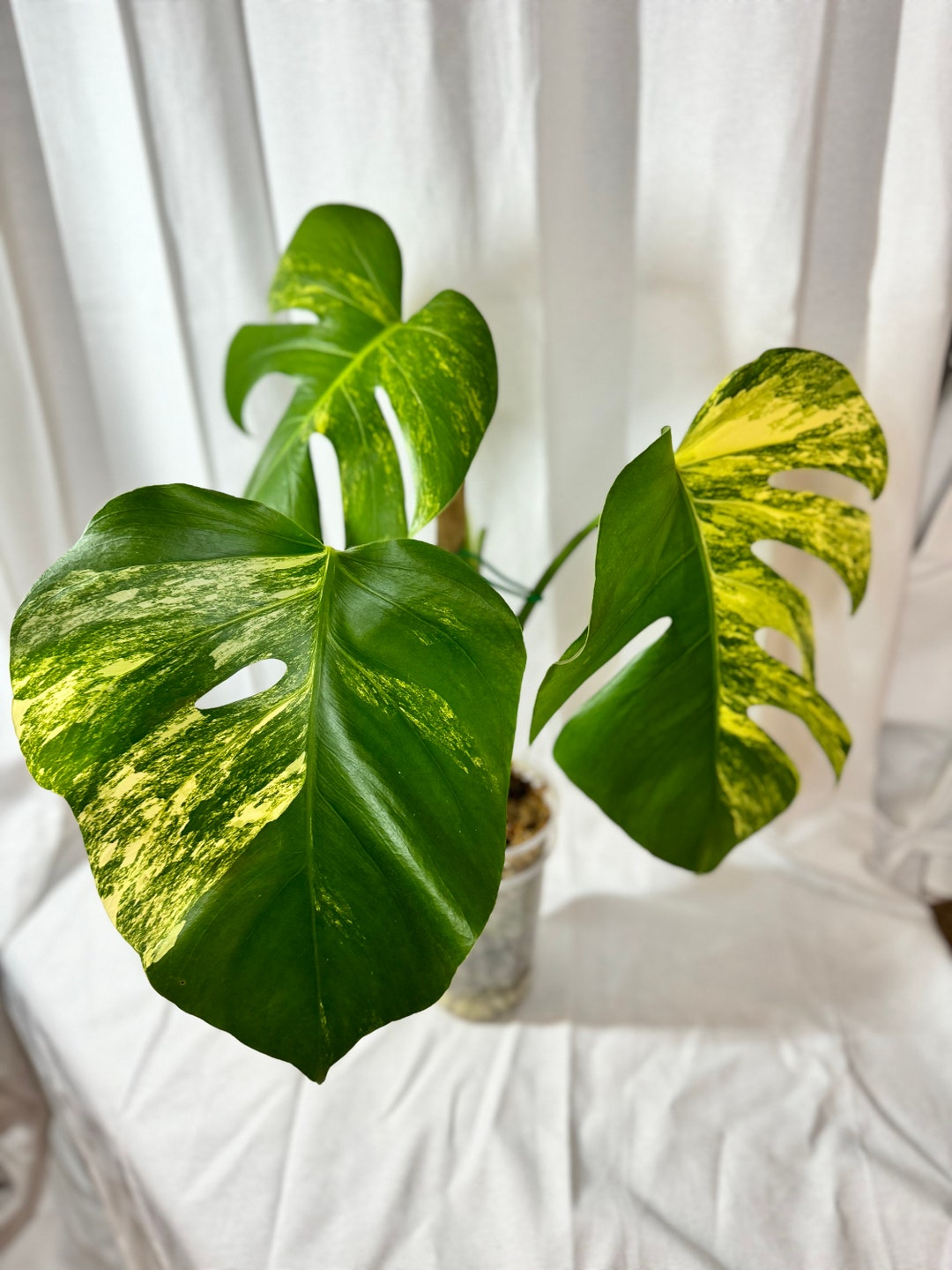Monstera Aurea Live Plant - Etsy