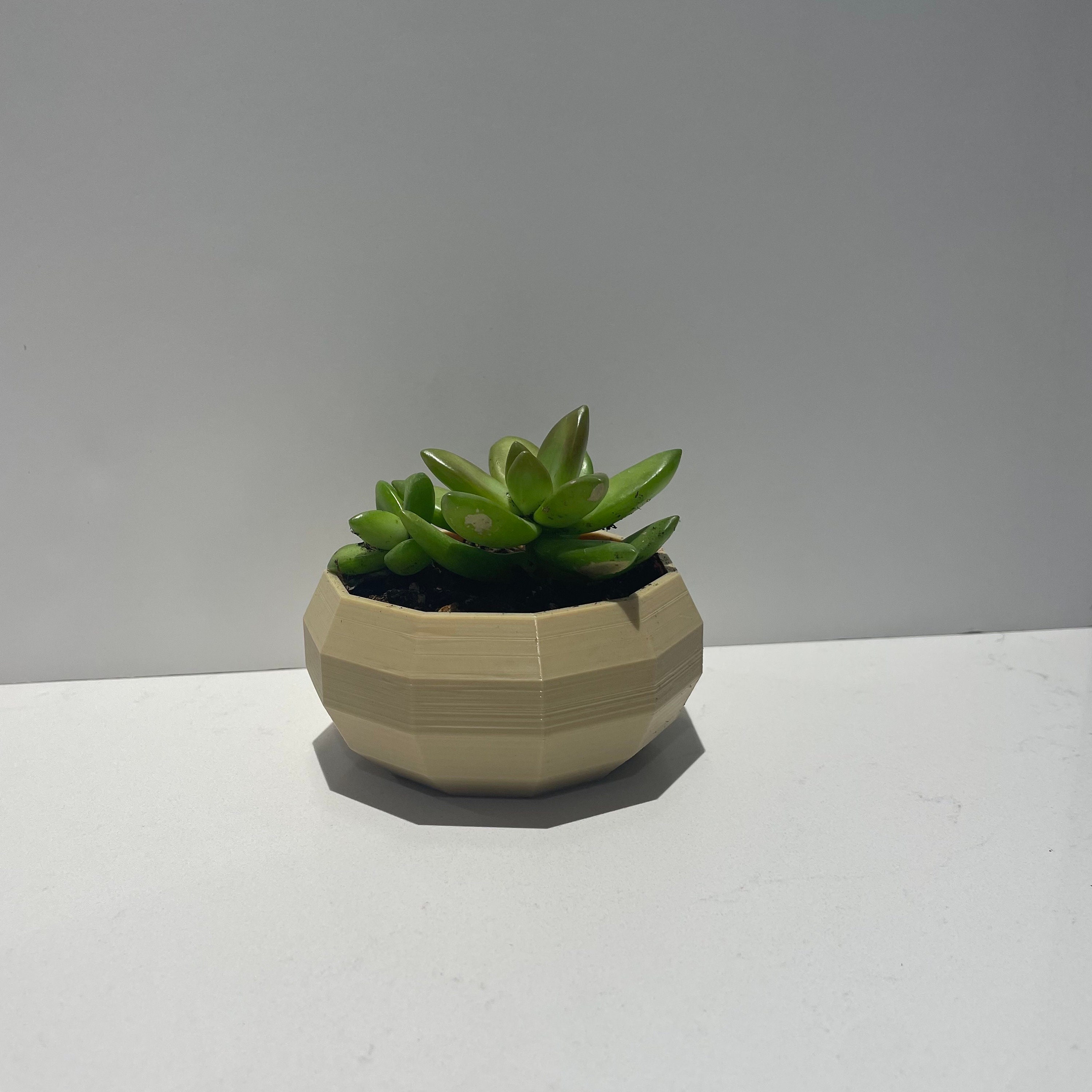 3d Printed Pot for Succulent Plants - Etsy