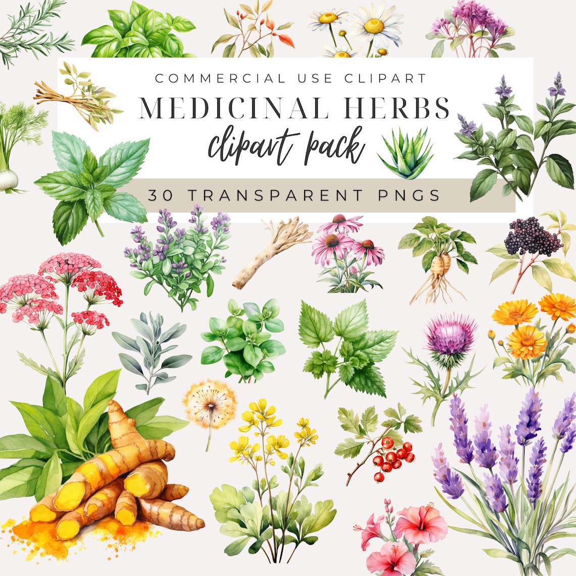 Medicinal Herbs Clipart INSTANT DOWNLOAD Botanical Watercolor Herb ...