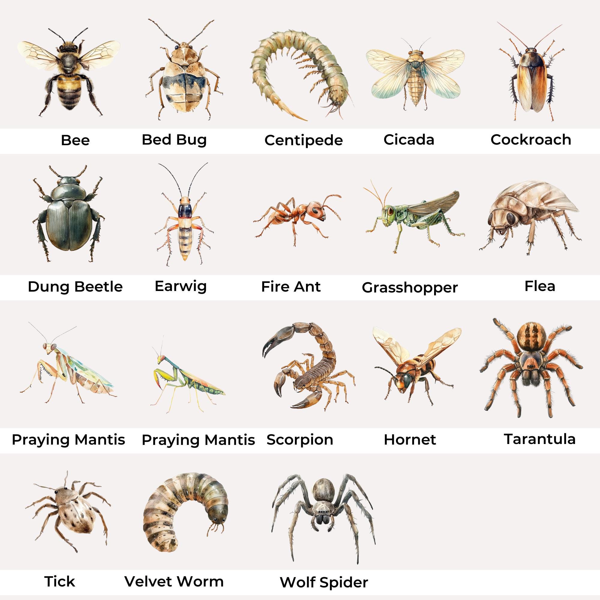 Realistic Bug Clipart Instant Download Watercolor Insects, Creepy ...