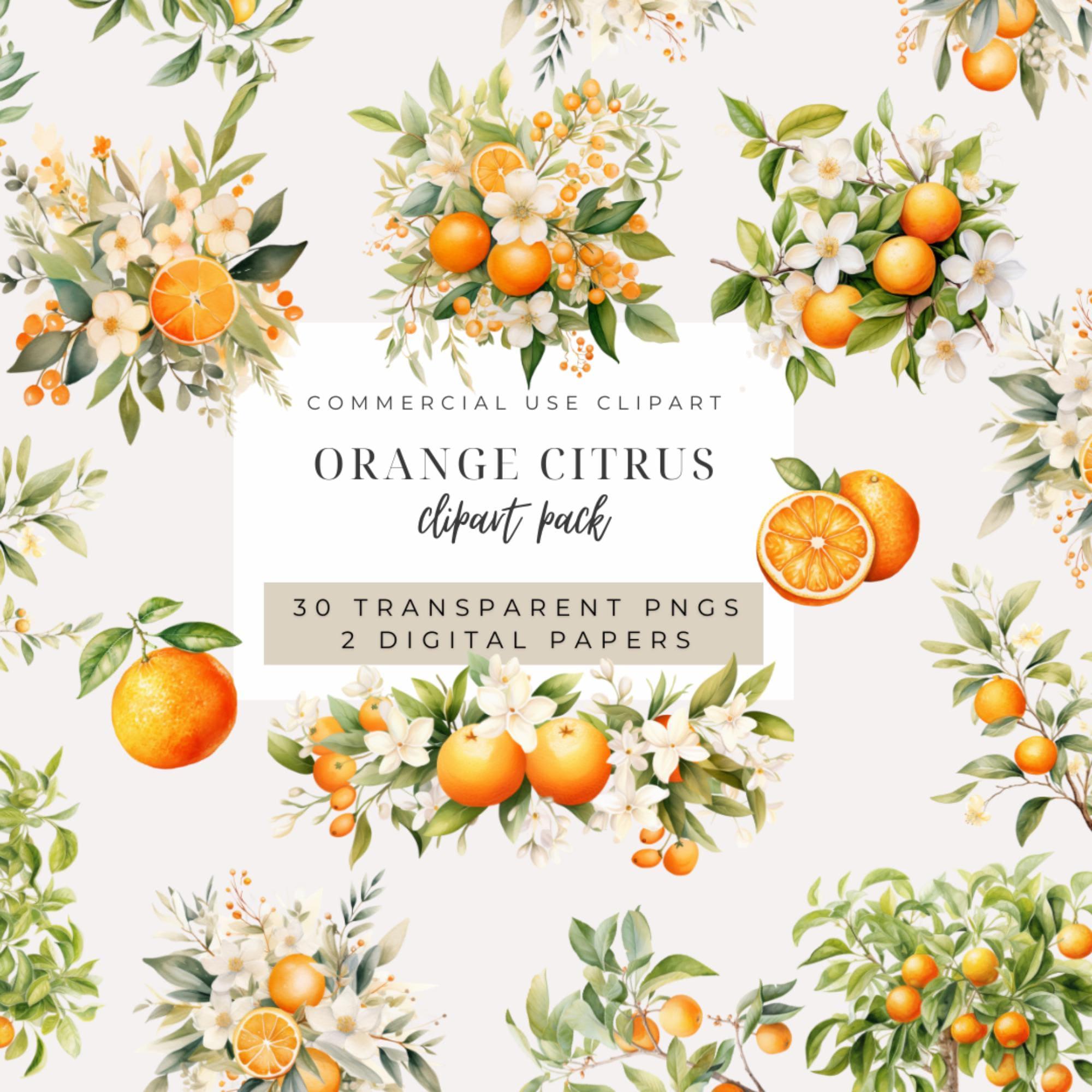 Citrus & Berry Fruit Clipart Bundle, Instant Download, Lemons, Limes ...