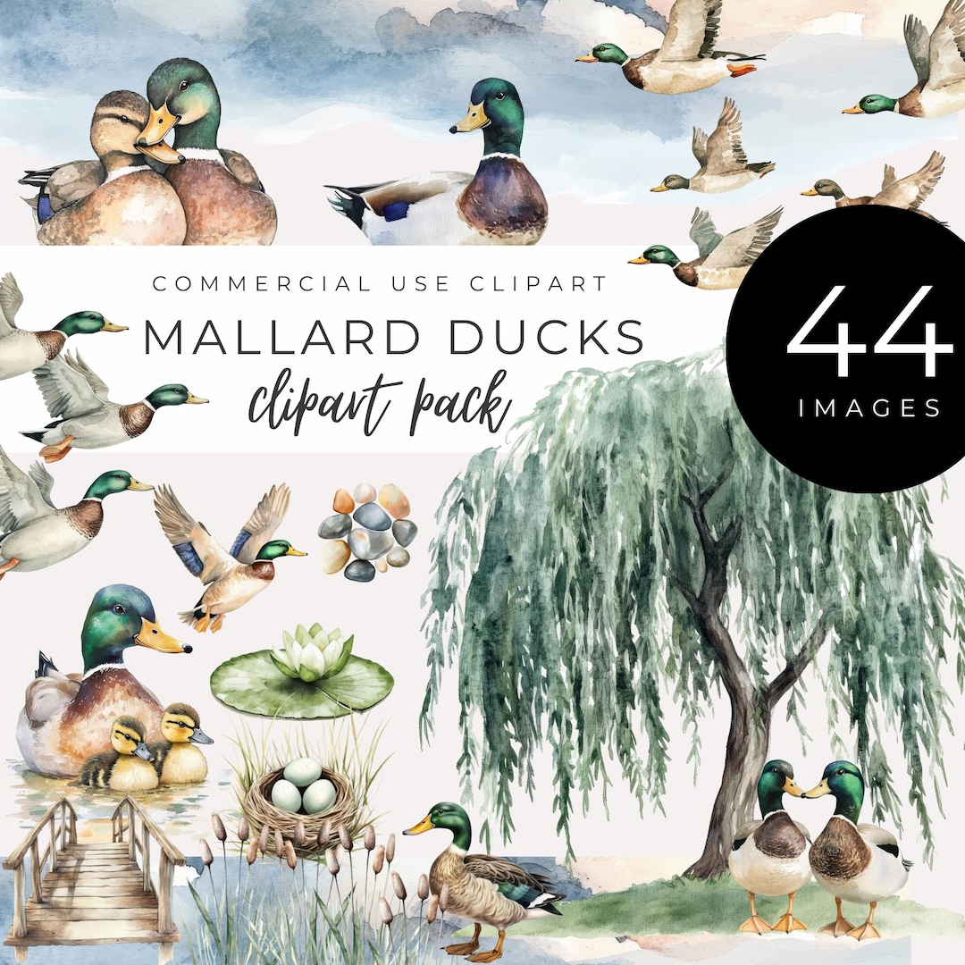 Mallard Duck Clipart INSTANT DOWNLOAD Waterfowl Images for Hunting Baby ...