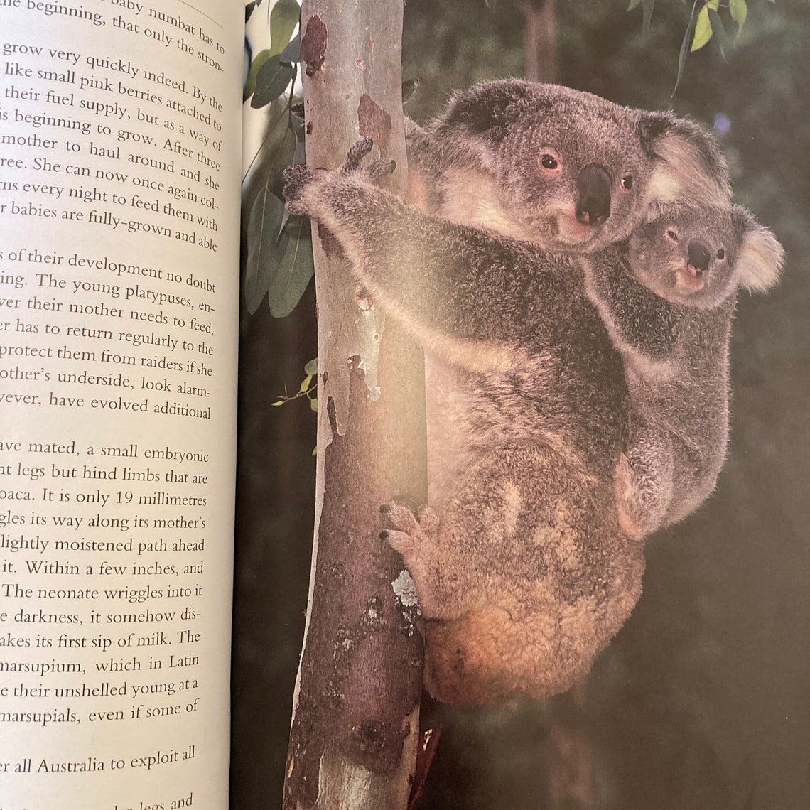 David Attenborough the Life of Mammals Book First Edition BBC - Etsy