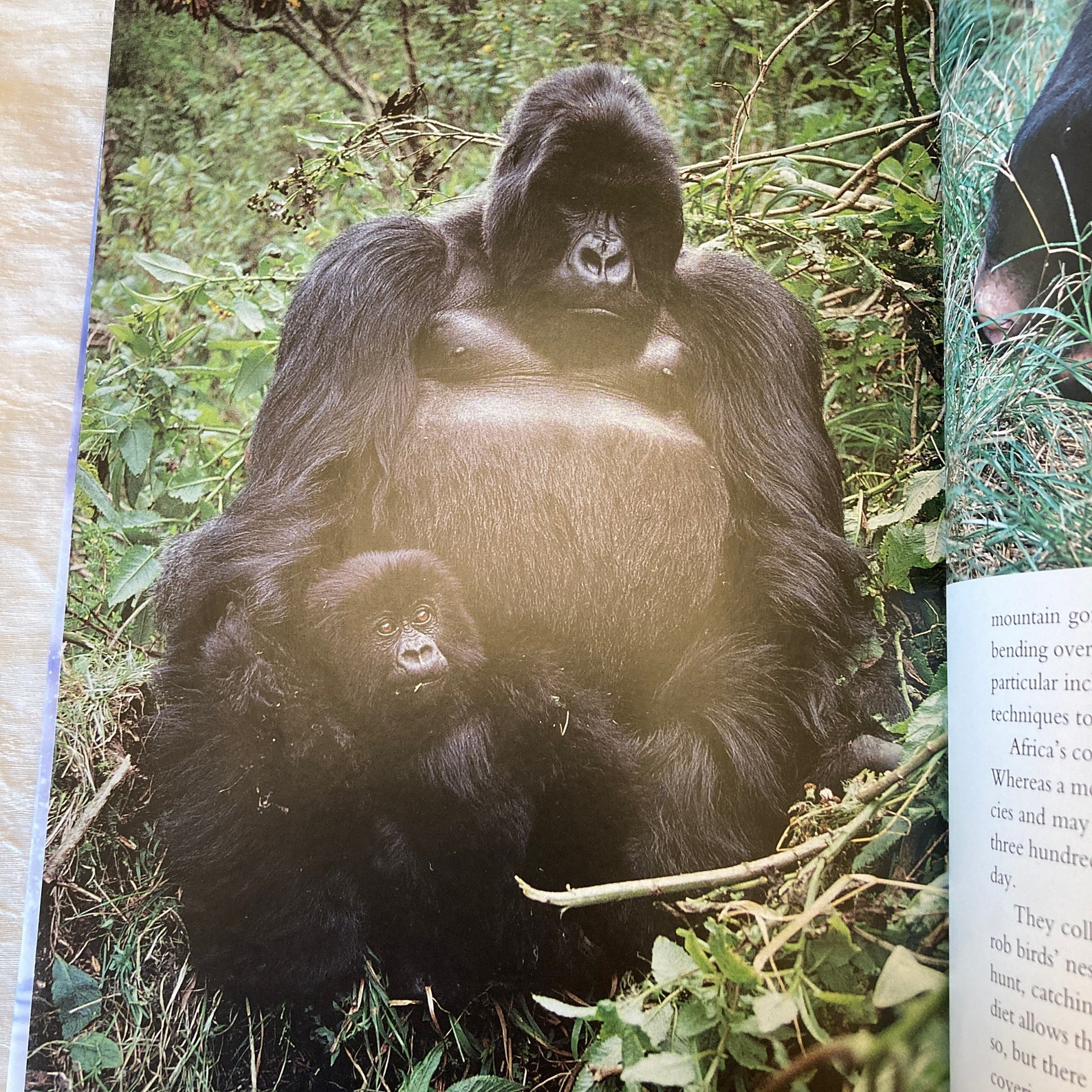 David Attenborough the Life of Mammals Book First Edition BBC - Etsy