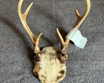 Real WHITETAIL DEER ANTLERS 11 5 Pt. Skull Cap Mount Cabin, Lodge ...