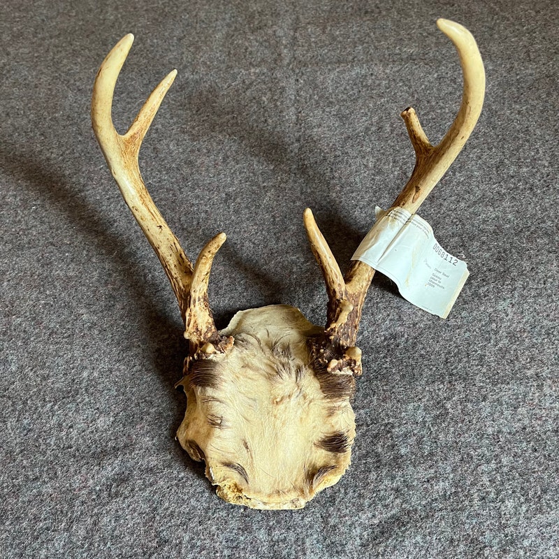 Deer Skull Antlers - Etsy