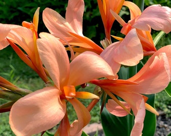 Rare Canna Lily Rhizome Bulb, Whithelm Pride, Live Plant - Etsy
