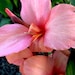 Canna Lily Rhizome Bulb, Cannova Mango, Live Plant - Etsy