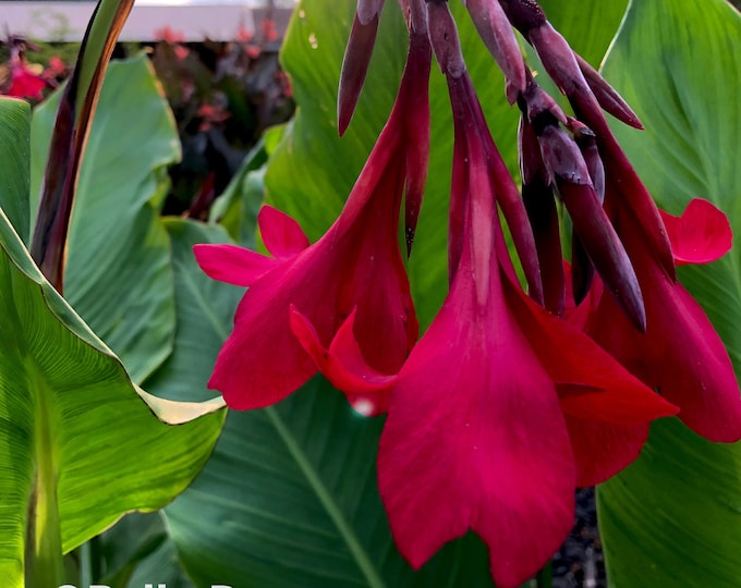 Rare Canna Lily Rhizome Bulb, Ehemanii, Live Plant - Etsy