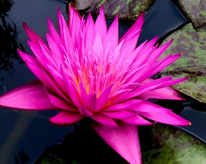 Pink Queen of Siam, Water Lily Tuber, Live Plant - Etsy