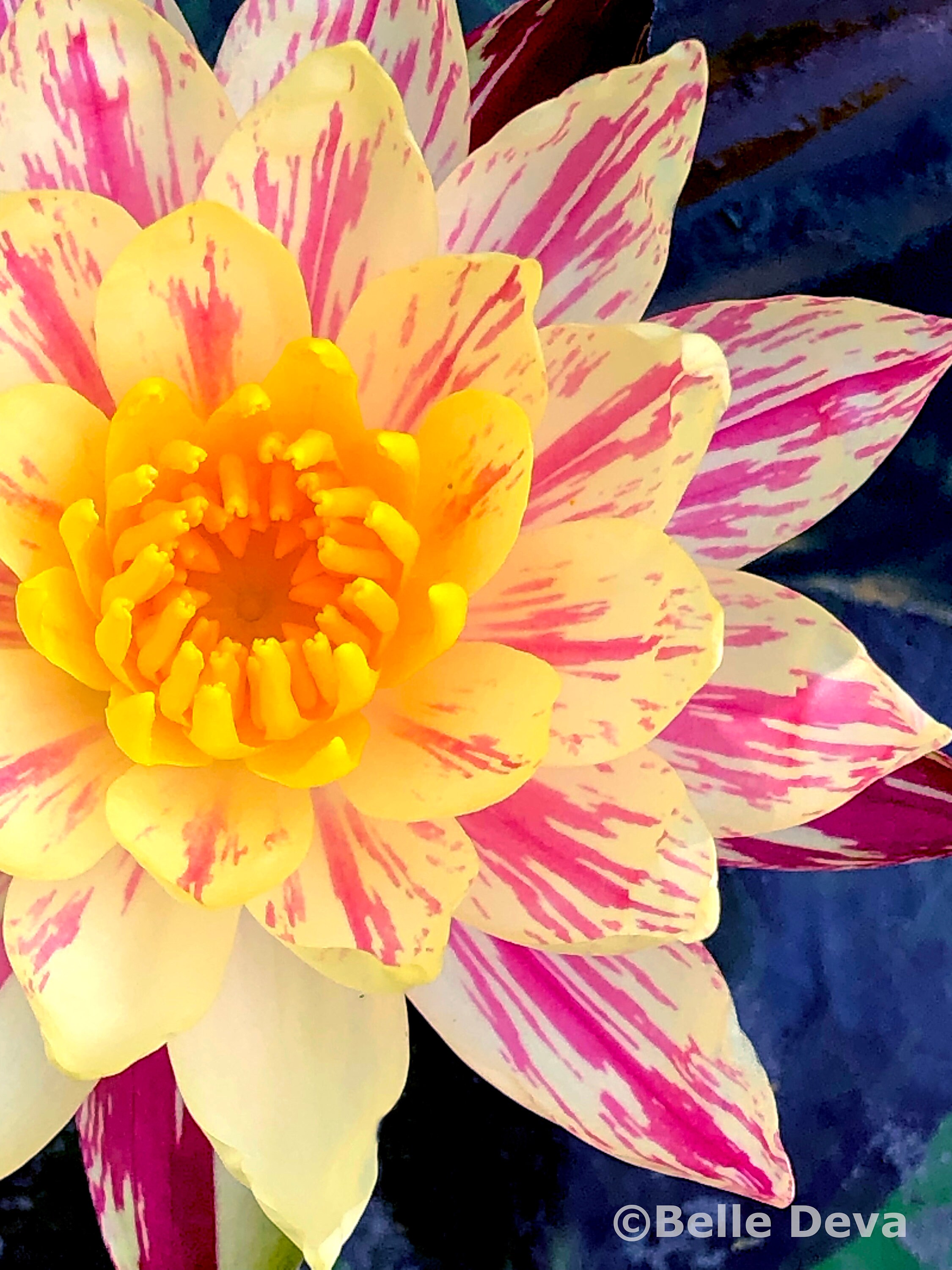 Special Wanvisa, Water Lily Tuber, Live Plant - Etsy