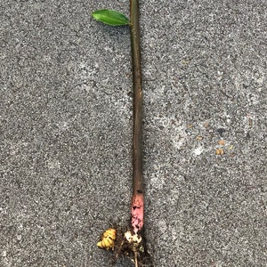 Variegated Shell Ginger Rhizome, Live Plant, Yellow & Lush Green Leaves ...