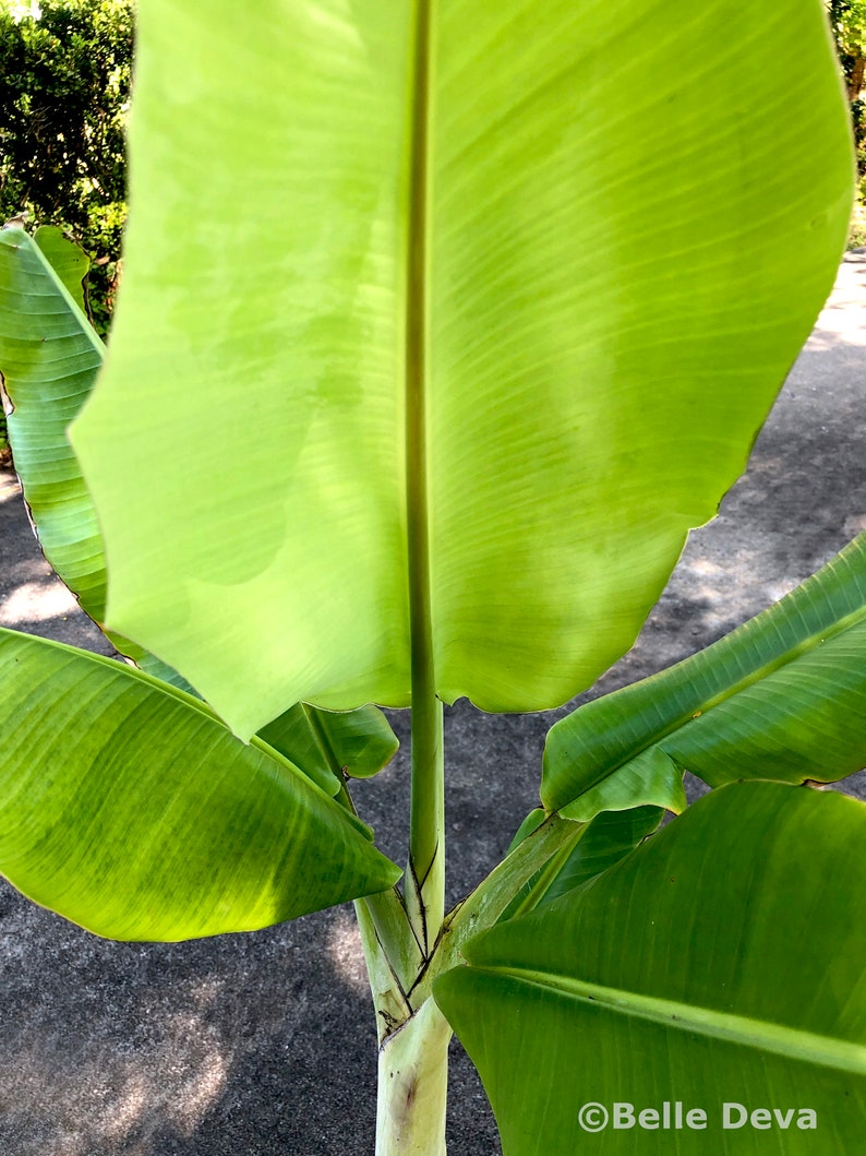 Musa Manzano, Cold Hardy Banana Tree, Live Plant, Fruit Tree - Etsy
