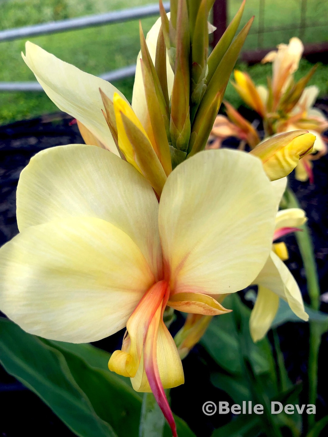 Canna Lily Rhizome Bulb, Davia, Creamy Yellow, Live Plant - Etsy