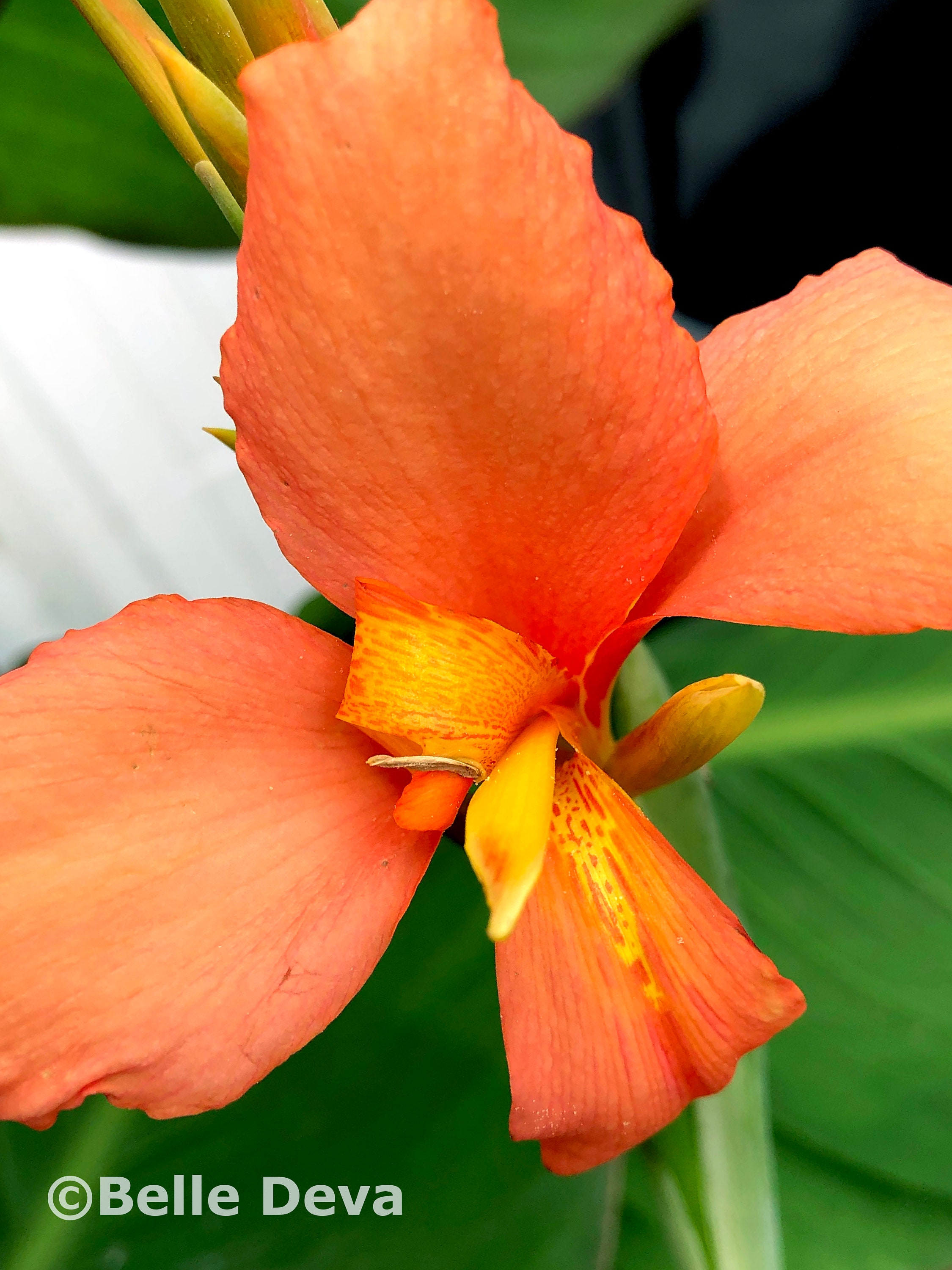 Canna Lily Rhizome Bulb, Tropical Sunrise, Mango/coral, Live Plant - Etsy