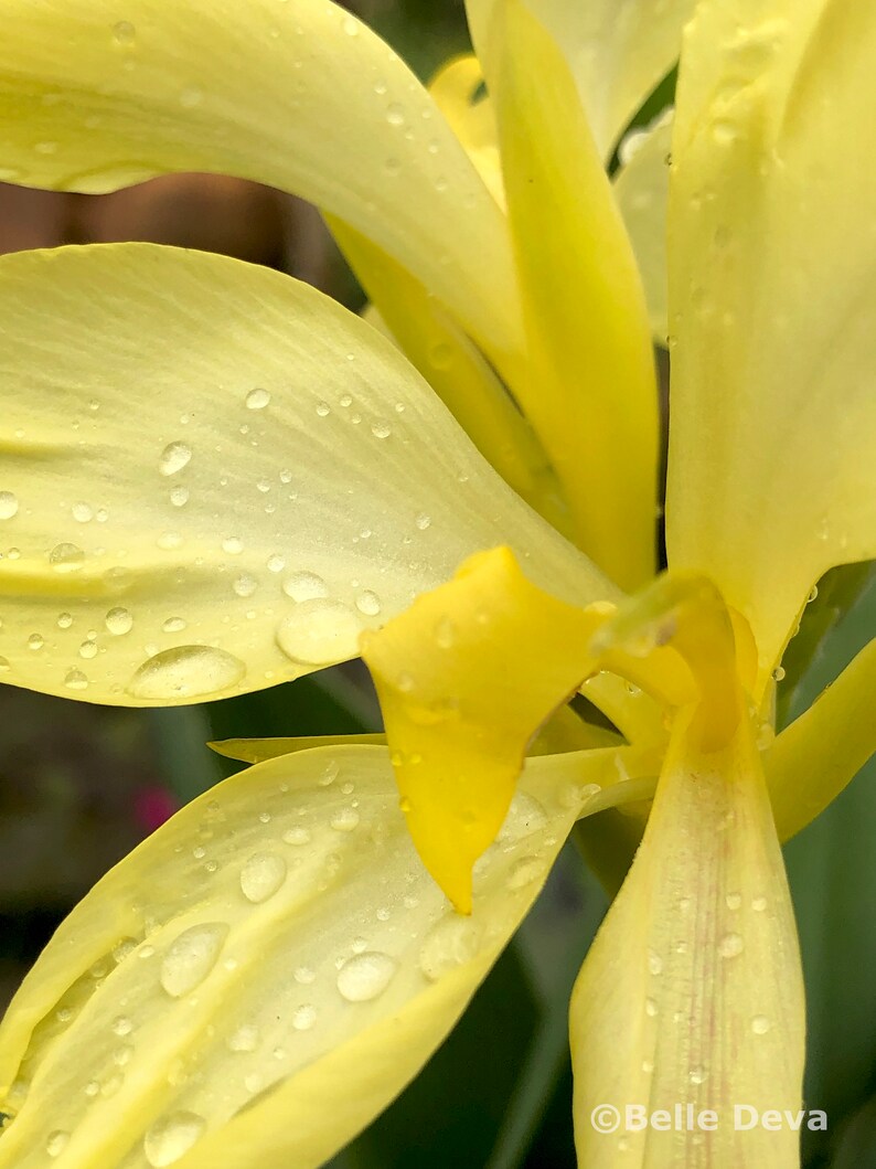 Canna Lily Rhizome Bulb, Lemon Cannova, Live Plant - Etsy