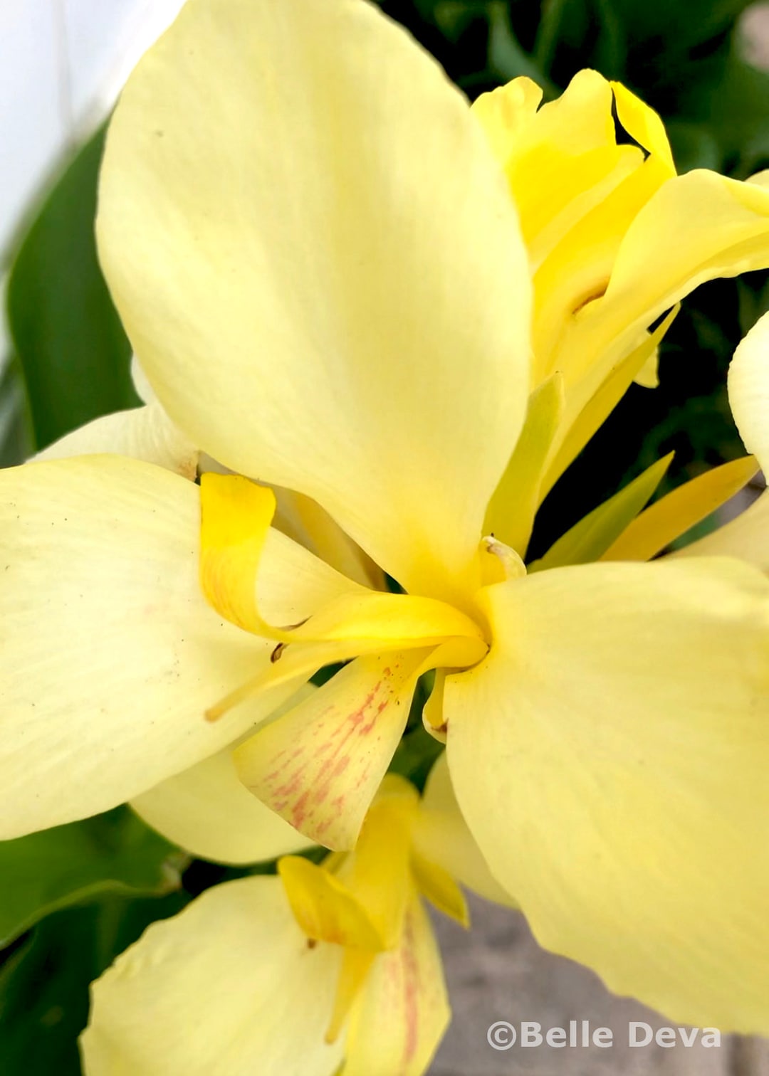 Canna Lily Rhizome Bulb, Lemon Cannova, Live Plant - Etsy