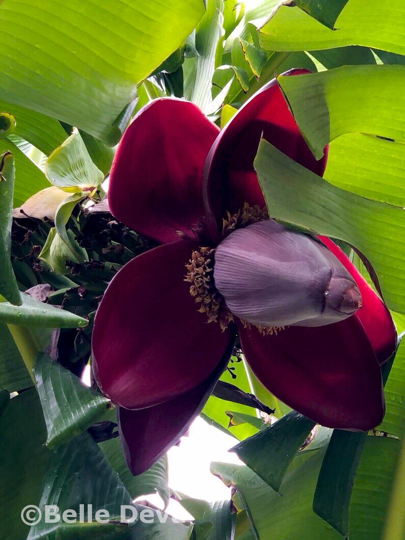 Musa Manzano, Cold Hardy Banana Tree, Live Plant, Fruit Tree - Etsy